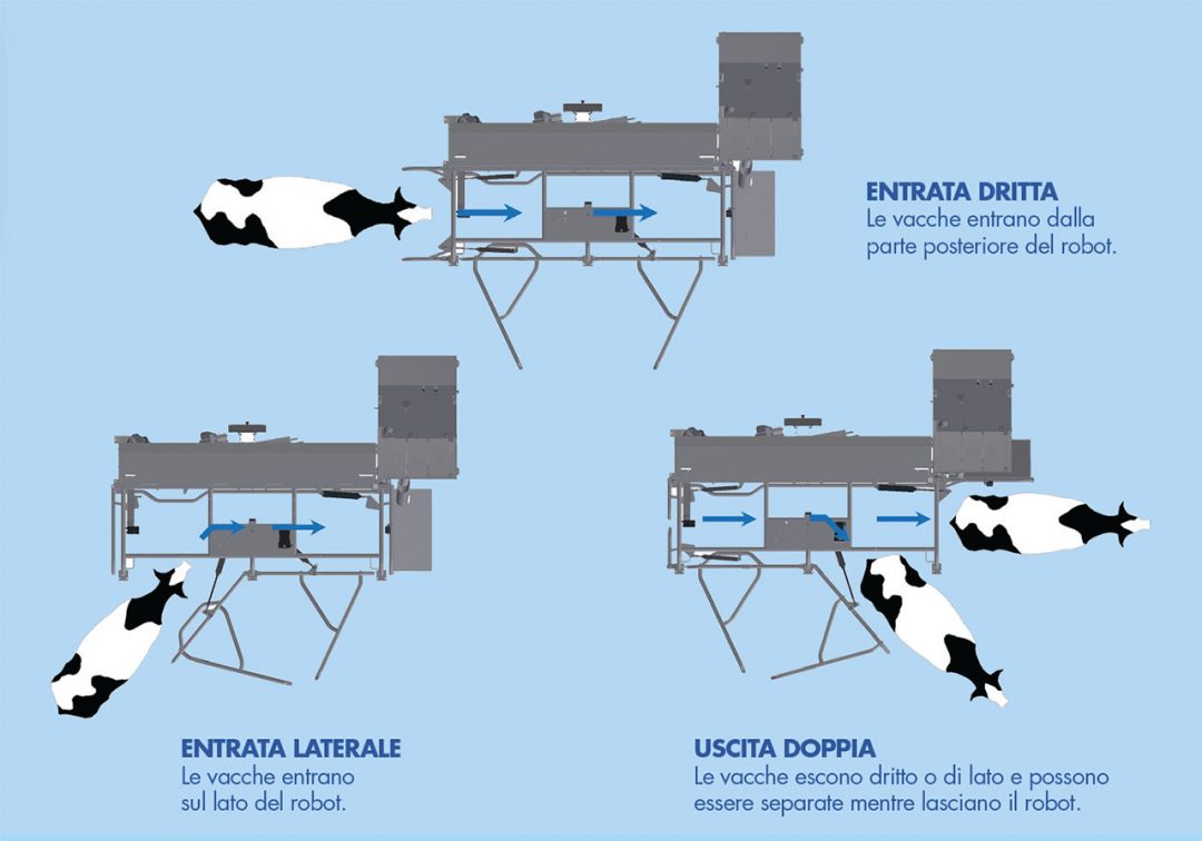 Milking Robot | TDM | Total Dairy Management