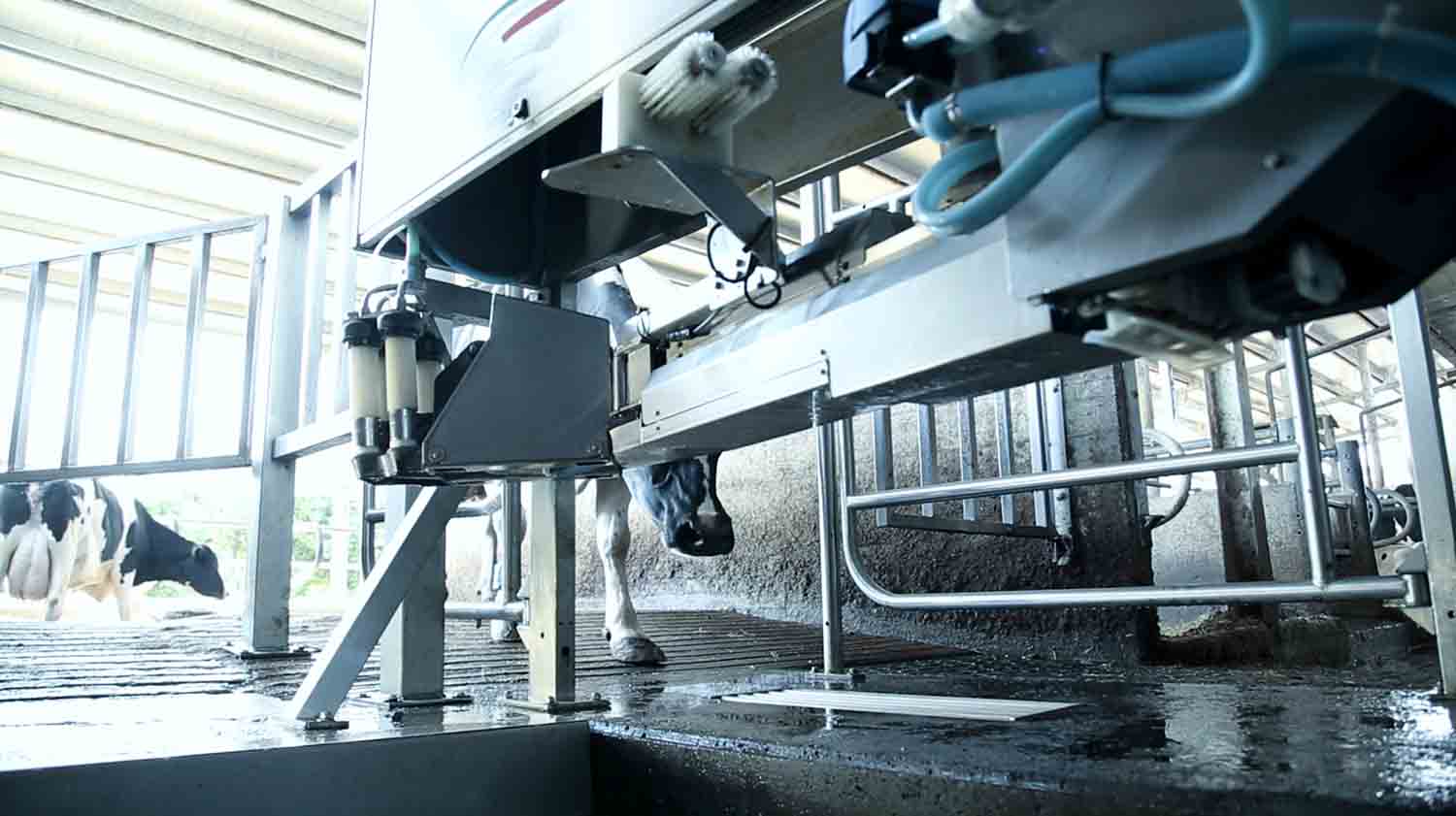 TDM-robot-merlin-3 | TDM | Total Dairy Management