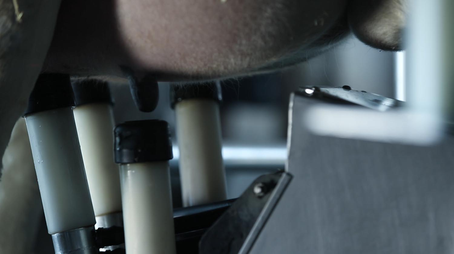 TDM-robot-merlin-5 | TDM | Total Dairy Management