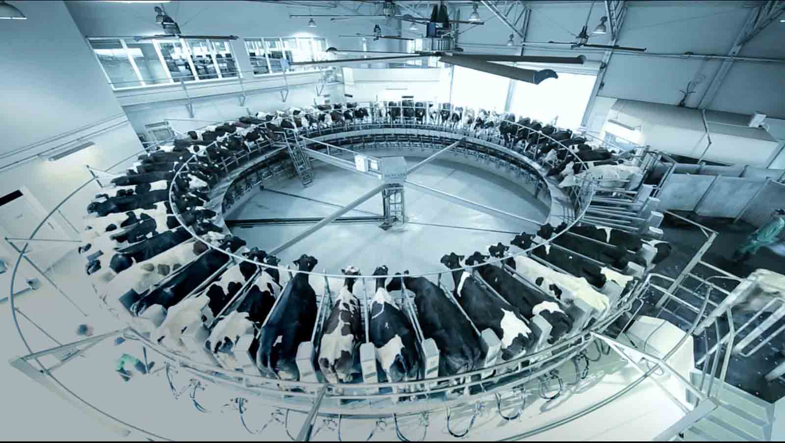 TDM banner giostra | TDM | Total Dairy Management