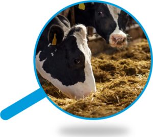 Individual-Feeding | TDM | Total Dairy Management