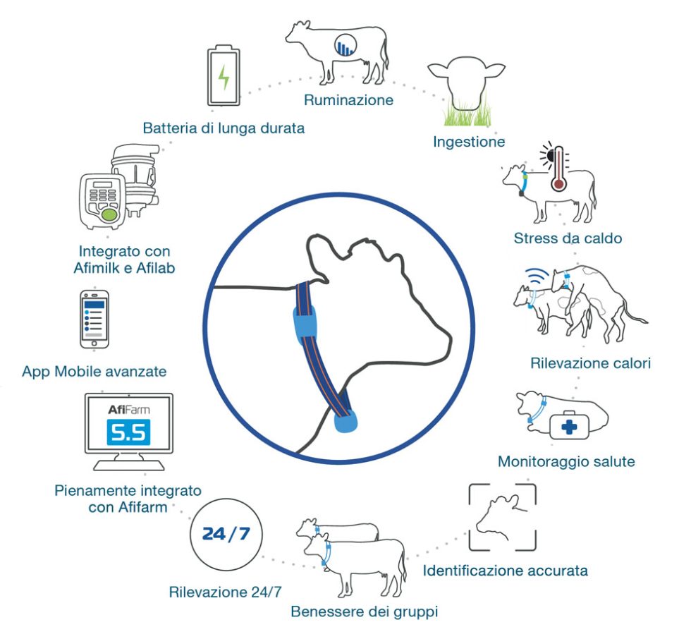 Afi Collar® | TDM | Total Dairy Management